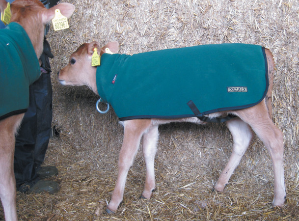 Polartec Calf Coats, Protect Calves From Rain and Cold - Equafleece