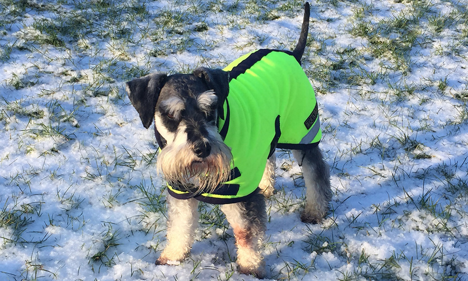 Polartec Fleece Dog Coats, Dog Suits, Dog Jumpers, Summer Suits, T ...