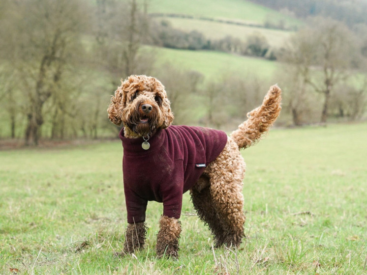 Polartec Fleece Dog Jumper - Rainproof, Breathable, Warm and Washable ...