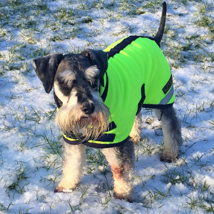 Dog Coats, Dog Jumpers, Dog Suits, Dog Tankies, Dog Shorts, Dog T ...