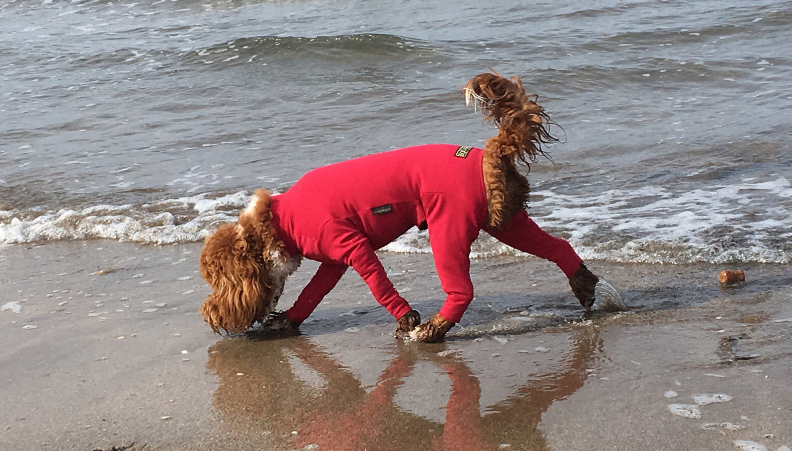 Polartec Fleece Dog Coats, Dog Suits, Dog Jumpers, Summer Suits, T ...