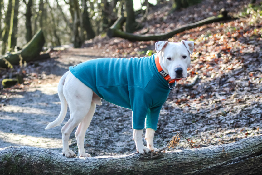Polartec Fleece Dog Jumper - Rainproof, Breathable, Warm and Washable ...