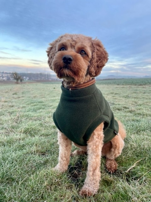 Polartec Fleece Dog Tankie - Rainproof, Breathable, Warm and Washable ...