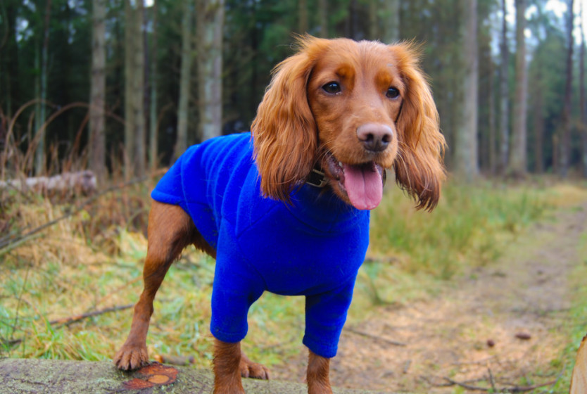 Polartec Fleece Dog Jumper - Rainproof, Breathable, Warm and Washable ...