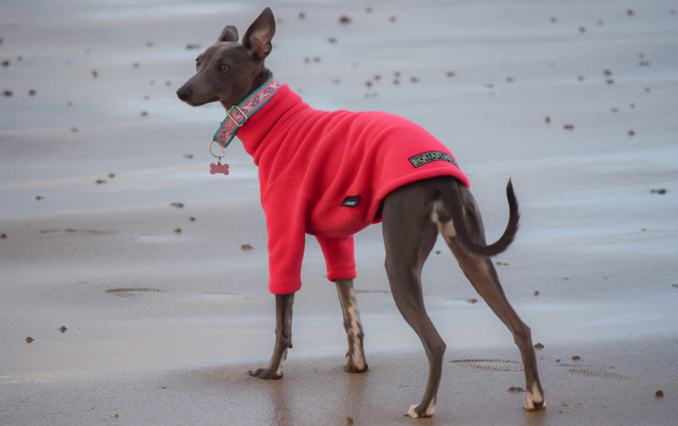 Polartec Fleece Dog Coats, Dog Suits, Dog Jumpers, Summer Suits, T ...